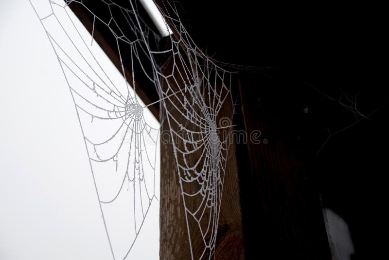 Close Up of Two Frozen Cobwebs Stock Photo - Image of abstract, thread ...
