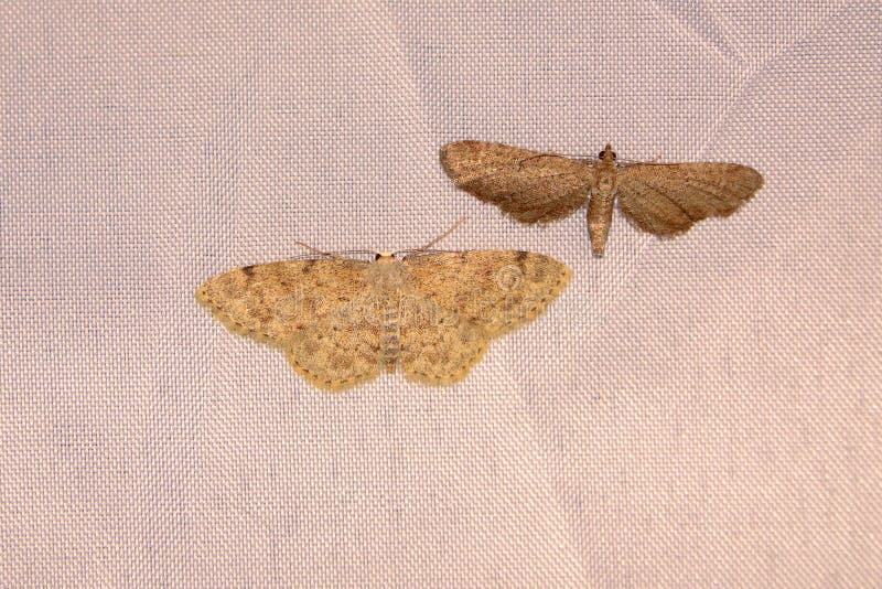 Geometridae moth stock image. Image of geometridae, wildlife - 249055497