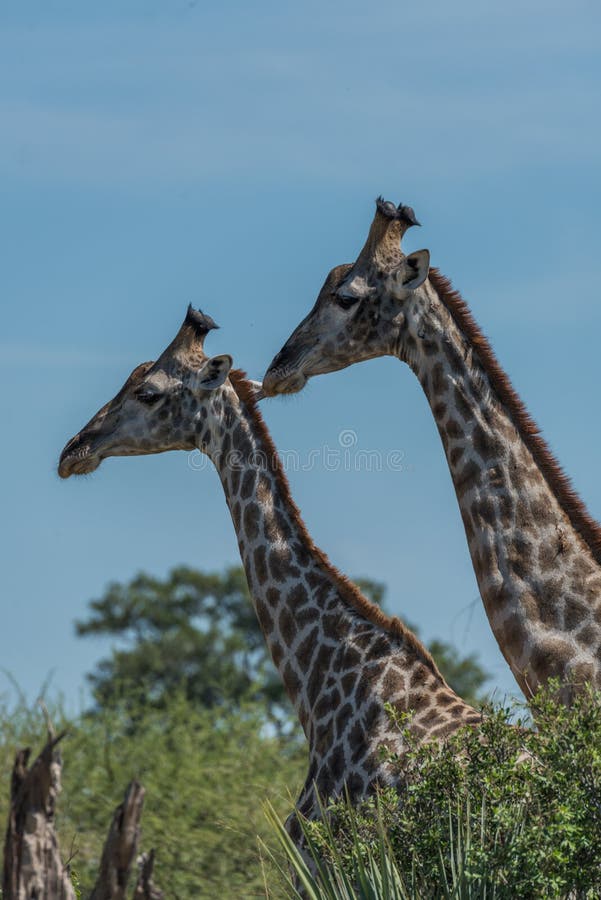 Giraffe Side View stock image. Image of tall, horns, giraffe - 706481