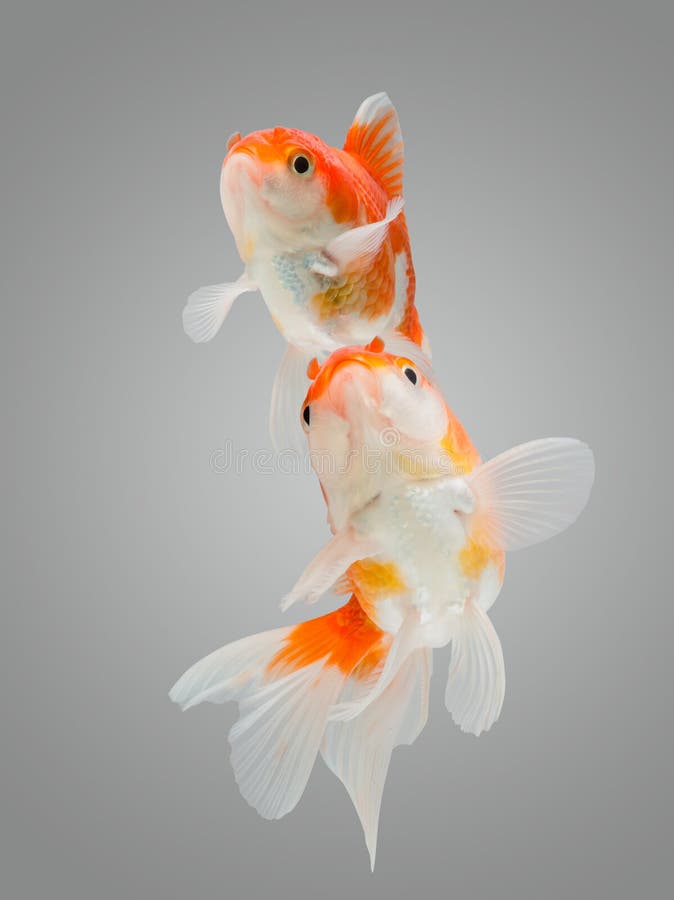 292 Two Goldfish Tank Stock Photos - Free & Royalty-Free Stock Photos ...