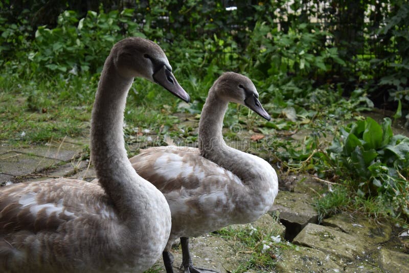 Swans stock image. Image of beauty, nature, majestic - 173961559