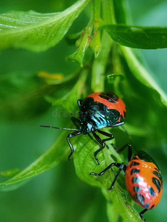 Close Up Ant Above on Green Leaves Background Stock Photo - Image of ...