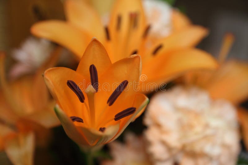 Close up of two lilies stock image. Image of flowers - 132987607