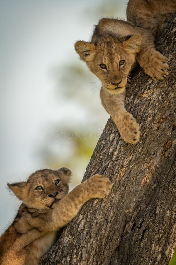 Close-up of Two Lion Cubs on Tree Stock Photo - Image of savannah ...