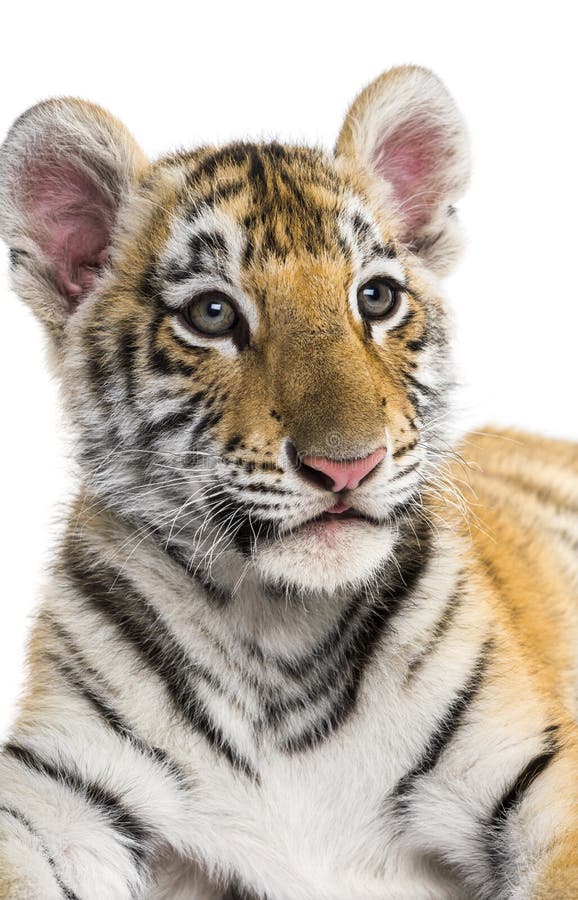 Vertical Black Tiger Head Shot Photos Stock Photos - Free & Royalty ...