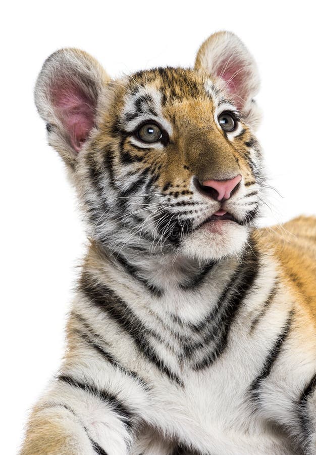 Vertical Black Tiger Head Shot Photos Stock Photos - Free & Royalty ...