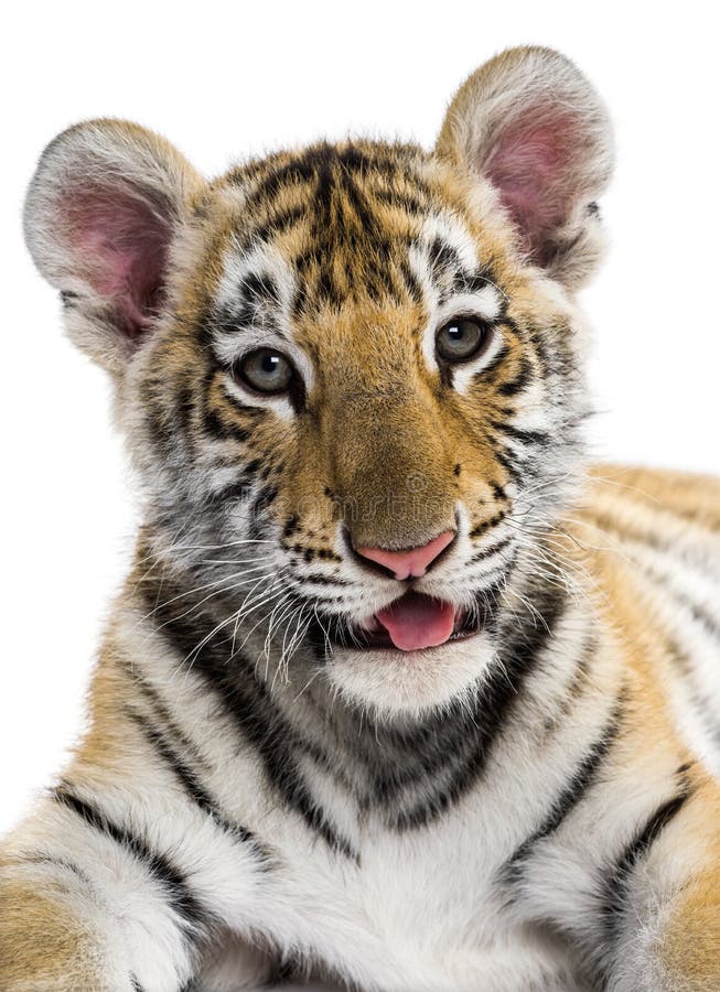 Vertical Black Tiger Head Shot Photos Stock Photos - Free & Royalty ...