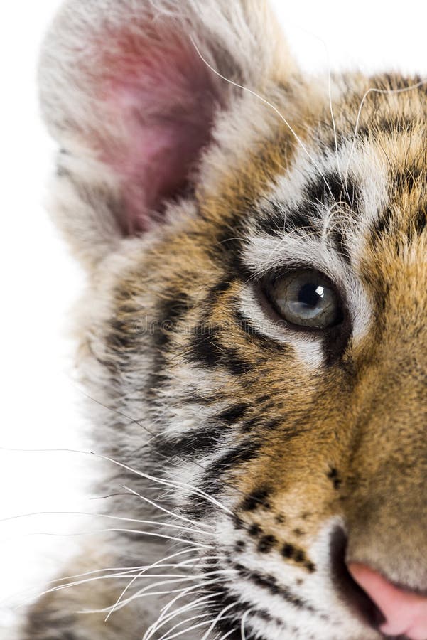 Vertical Black Tiger Head Shot Photos Stock Photos - Free & Royalty ...