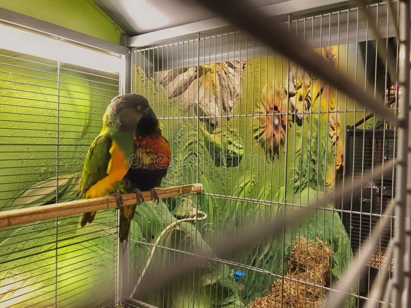 Close-up of Two Multi-colored Beautiful Parrots Sitting Together on a ...