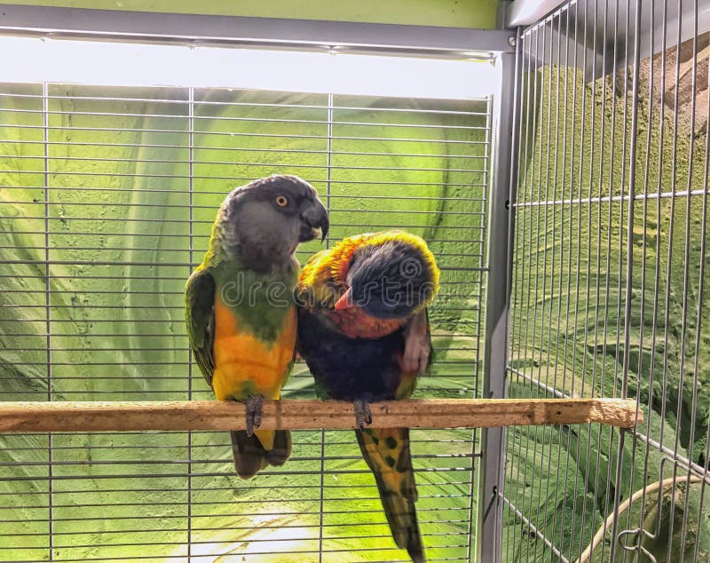 Close-up of Two Multi-colored Beautiful Parrots Sitting Together on a ...