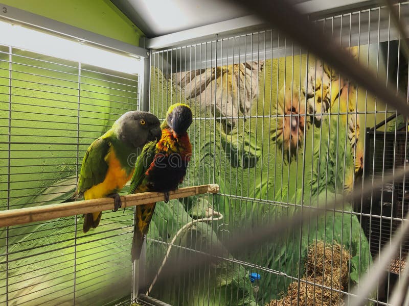 Close-up of Two Multi-colored Beautiful Parrots Sitting Together on a ...
