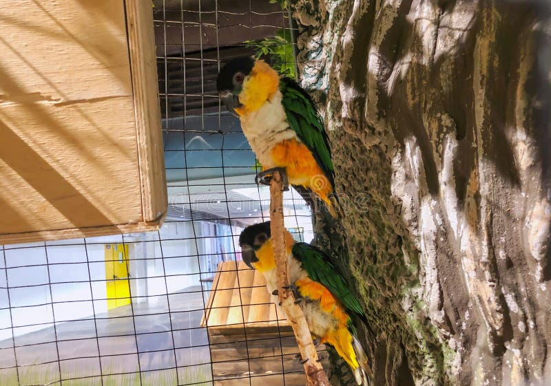 Close-up of Two Multi-colored Beautiful Parrots Sitting Together on a ...