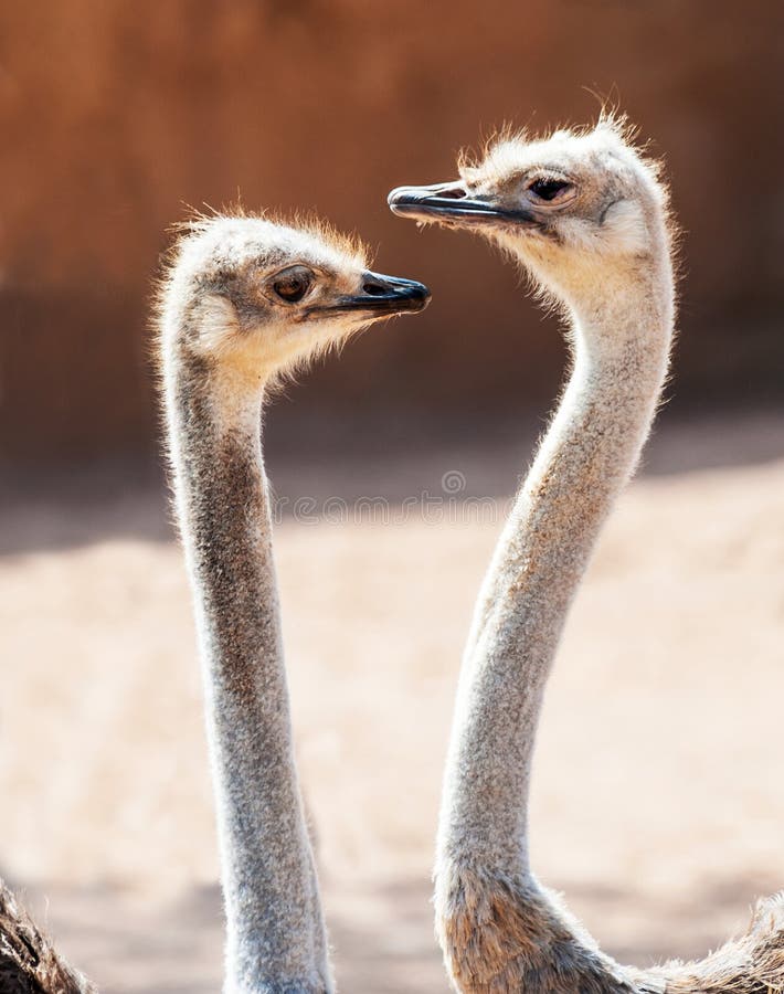 Two Ostrich s stock photo. Image of feathers, family - 30034750