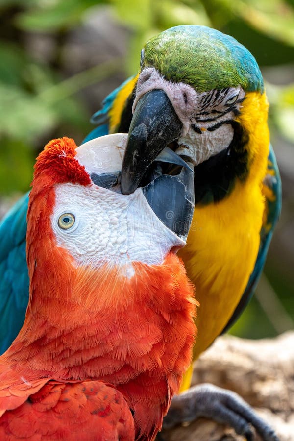 Close Up of Two Parrots Kissing Stock Image - Image of bright, plumage ...