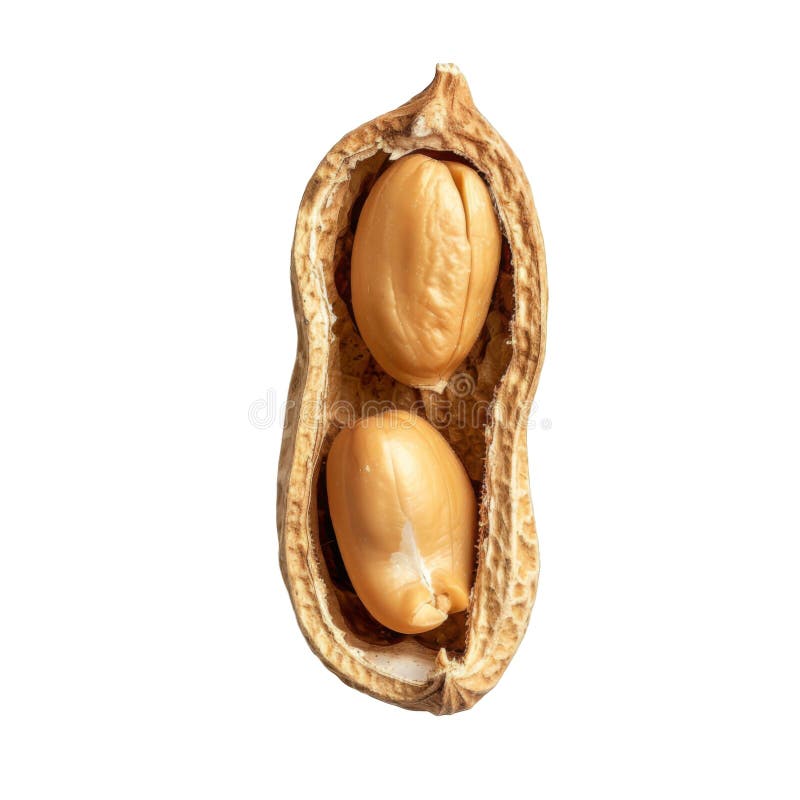 Close-up of Two Peanut Kernels Inside a Cracked Shell Stock ...