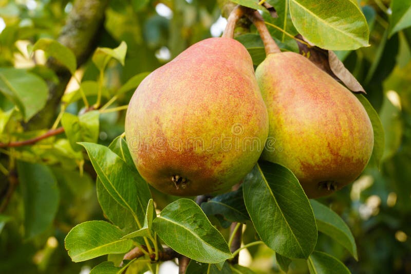 Two Good Pears on the Tree. Stock Image - Image of harvest, agriculture ...