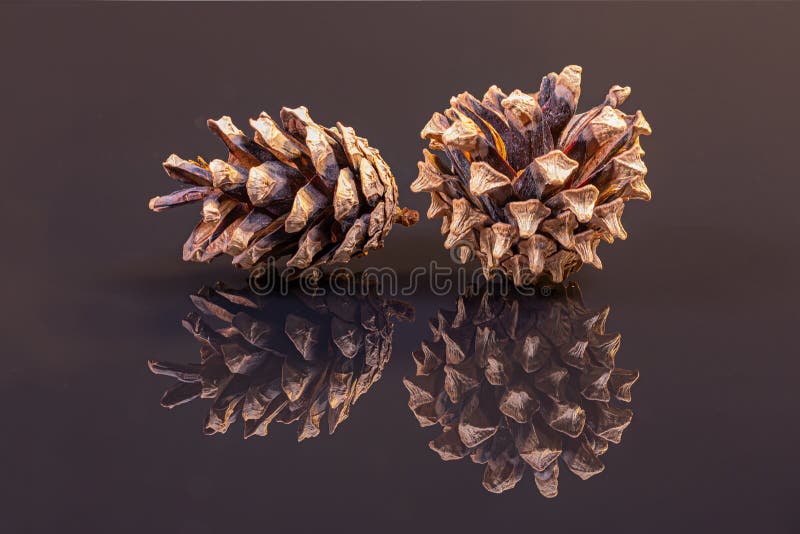 Two Pine Cones on Black Reflecting Ground Stock Photo - Image of ...