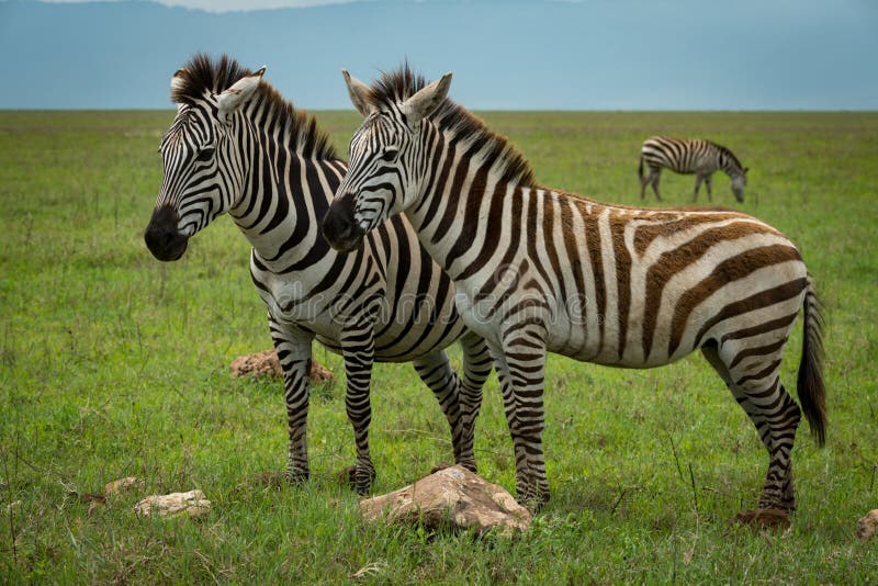 235 Zebra Facing Stock Photos - Free & Royalty-Free Stock Photos from ...