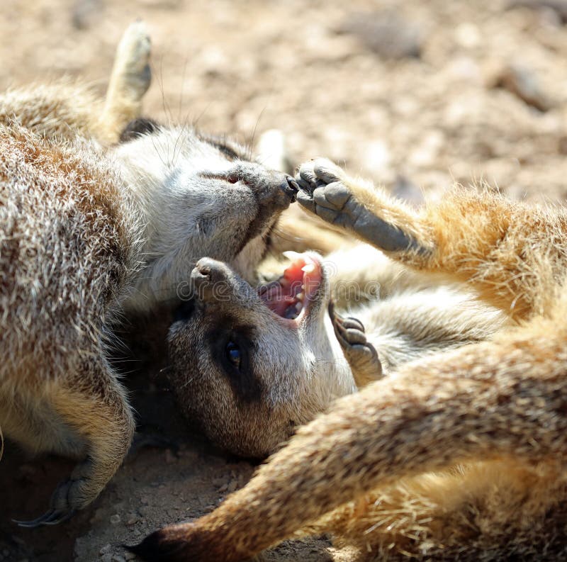 Meerkat stock photo. Image of suricata, close, rocks - 10192014