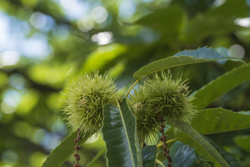 Prickly sweet chestnut stock photo. Image of shell, stripes - 11540822
