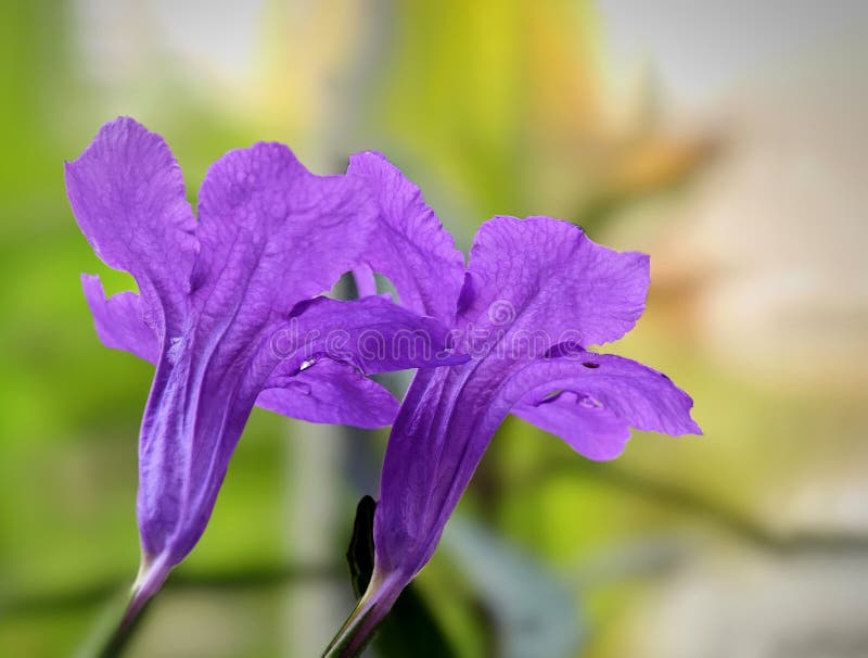 Close-up of Two Purple Flowers on a Tree Branch Stock Image - Image of ...