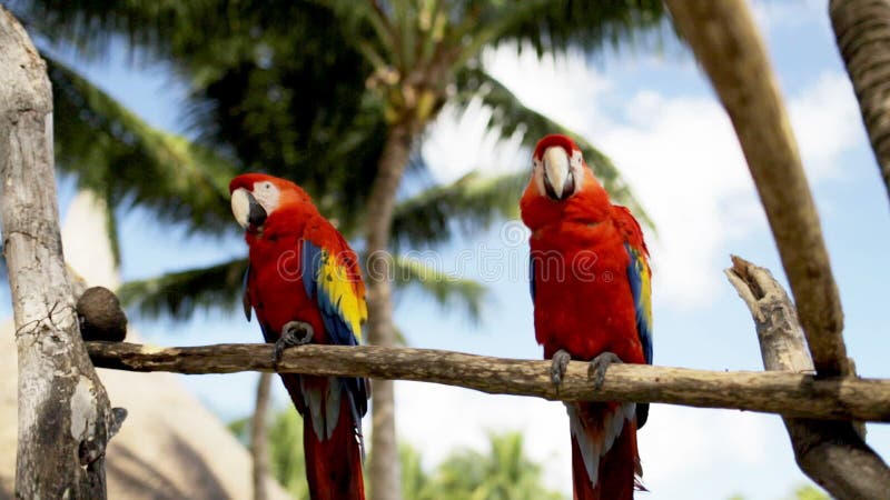 Parrots stock video. Video of rainforest, multi, caribbean - 38222728