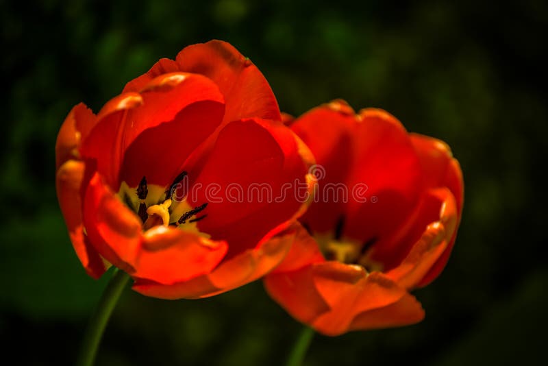 Close up of two red tulips stock image. Image of bokeh - 62476141
