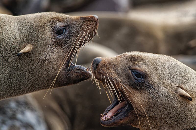 Seals Head Popping Out of Water Stock Image - Image of coast, nature ...