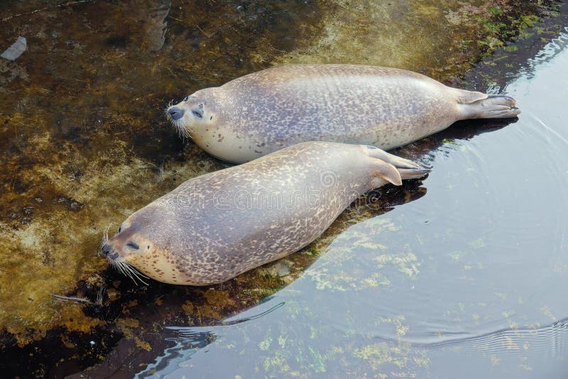 Seal stock image. Image of nature, mammal, mammals, seal - 202605197
