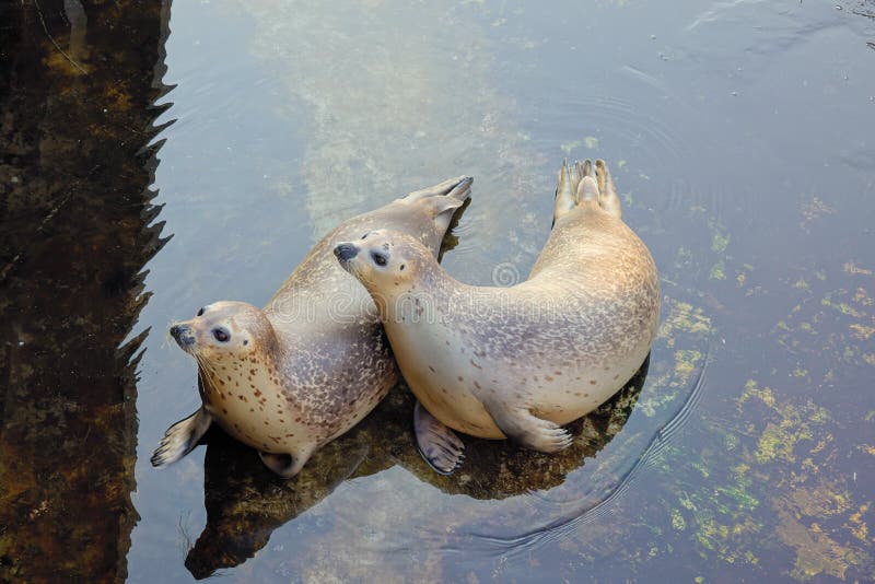 Seal stock photo. Image of wildlife, nature, amphibians - 202605286