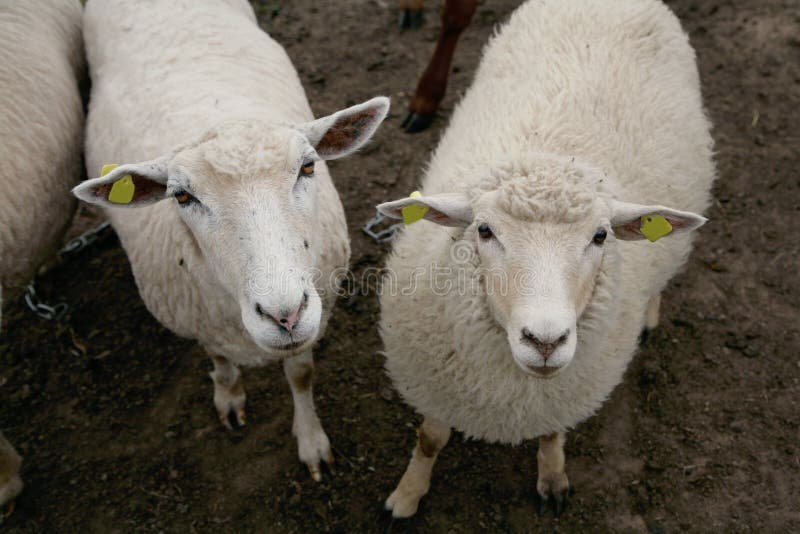 Close-up of two sheep stock photo. Image of nose, wool - 4431830