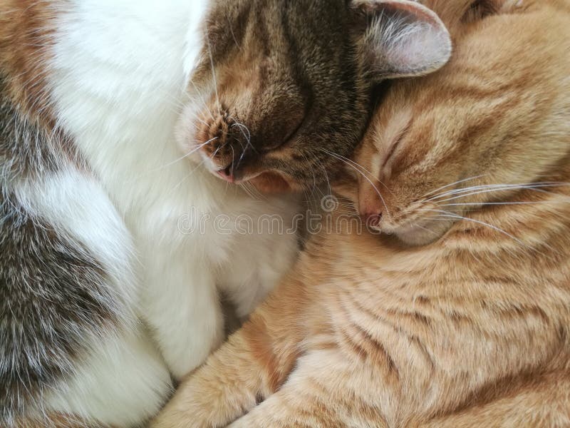 Close-up of Two Sleeping Cats. Stock Image - Image of cats, tongue ...