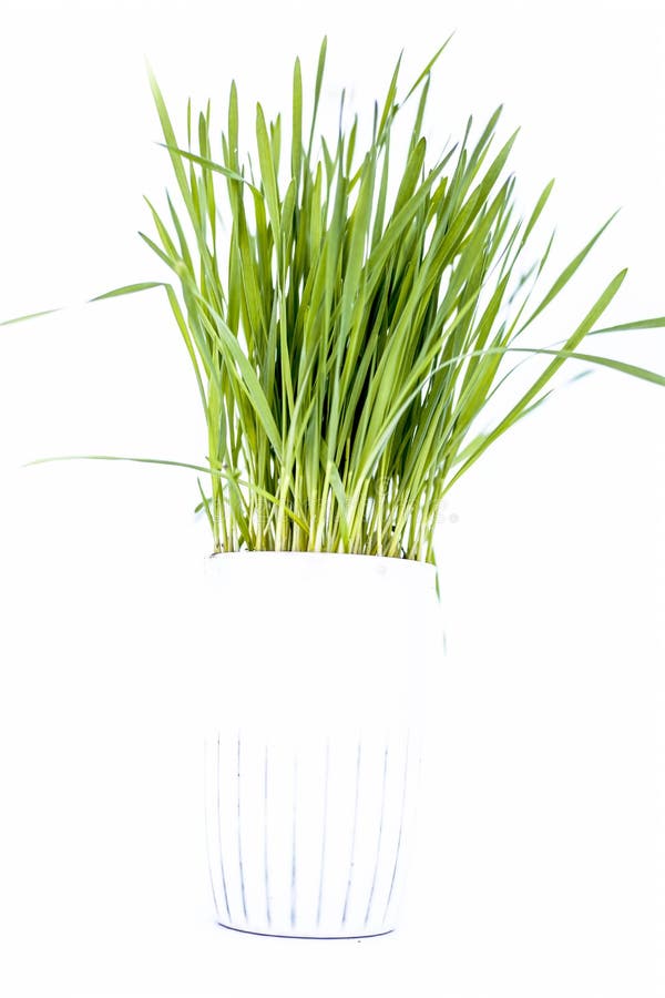 Close Up of Two Small Pots Containing Wheat Grass in Them Isolated on ...