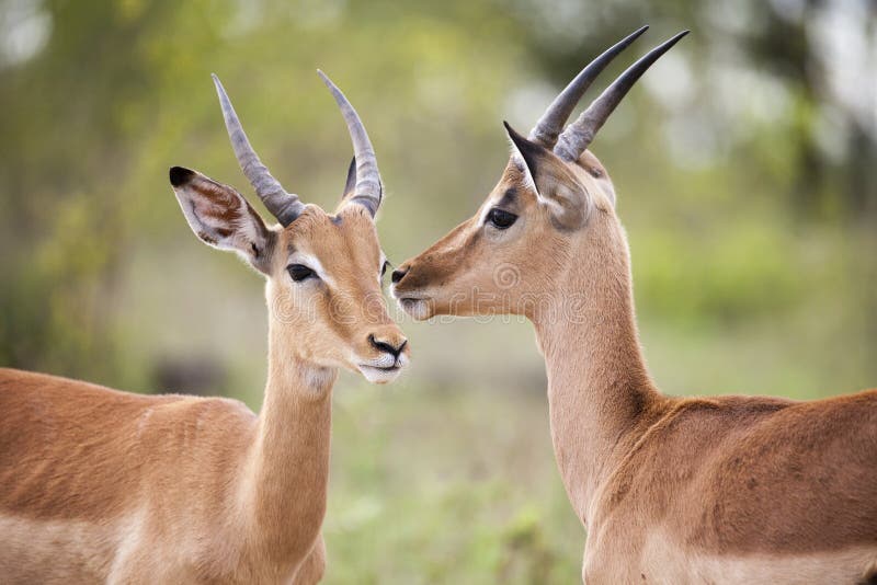 Close up of two springbuck stock image. Image of bush - 206016767