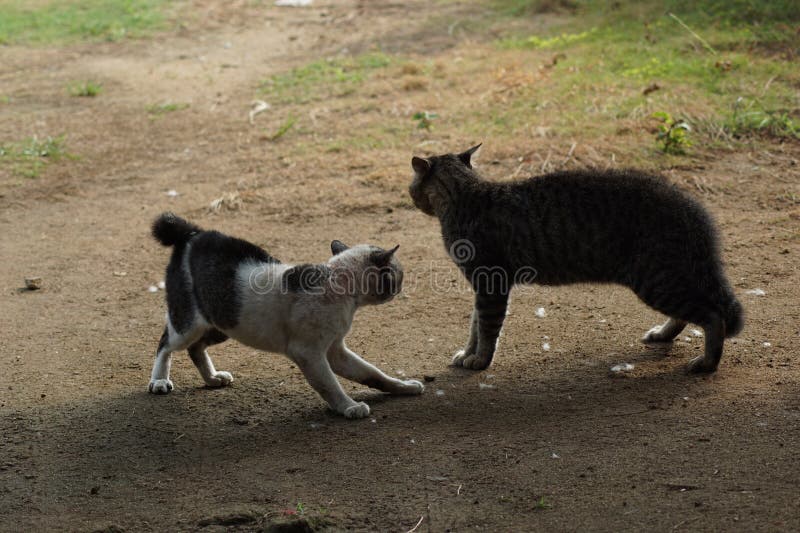Two Stray Cats Fight for Territory Stock Photo - Image of protection ...