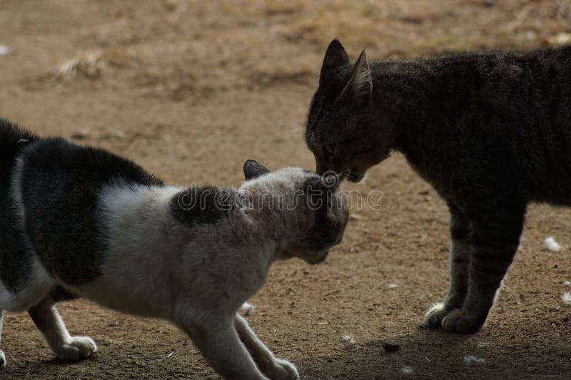 Two Stray Cats Fight for Territory Stock Image - Image of domestic ...