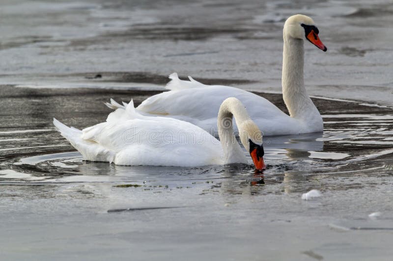 Close Up of Two Swans Swimming Together in a Lake Stock Image - Image ...
