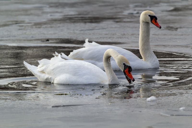 Close Up of Two Swans Swimming Together in a Lake Stock Image - Image ...