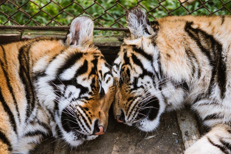 Sleeping young tigers stock photo. Image of undomesticated - 21061776