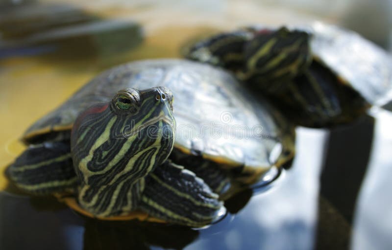 Close up two turtles stock image. Image of pond, shell - 1551255
