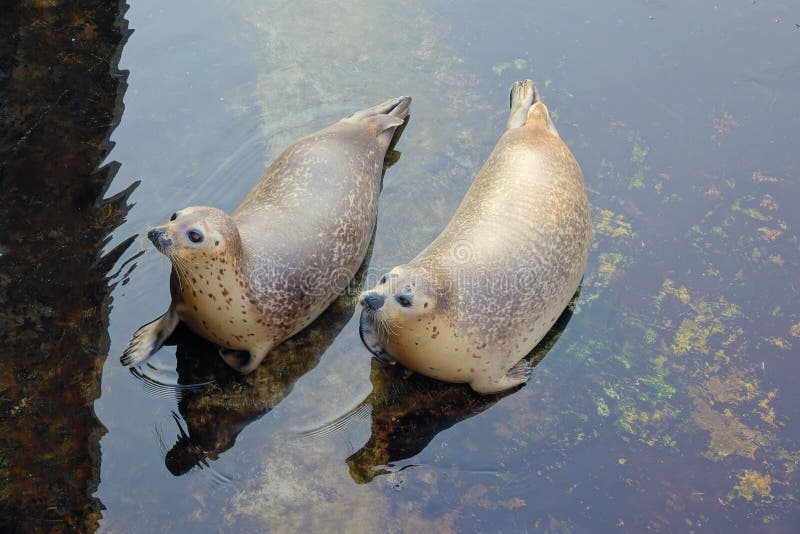 Two seals stock photo. Image of seals, wild, animal - 202669676