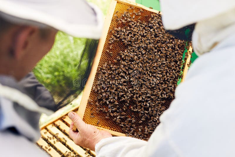 Beekeepers Inspecting Hive stock image. Image of plantation - 115105429