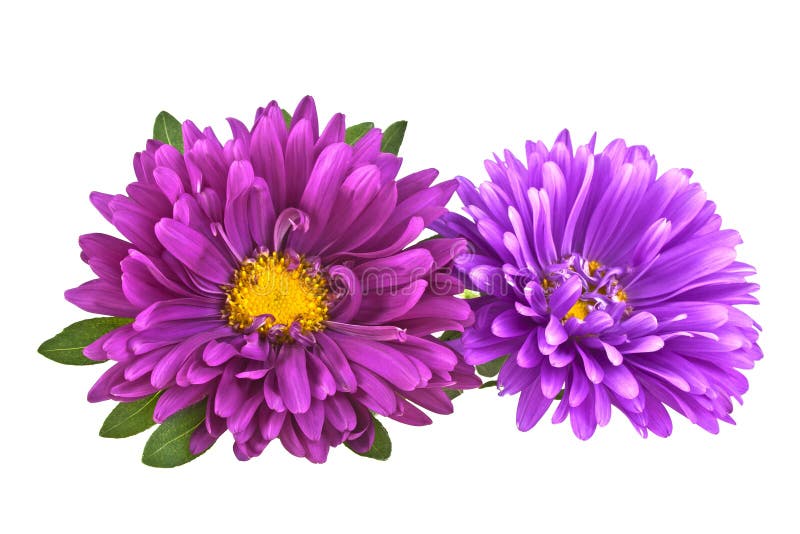 Close-up of Two Violet Aster Isolated on White Background Stock Image ...