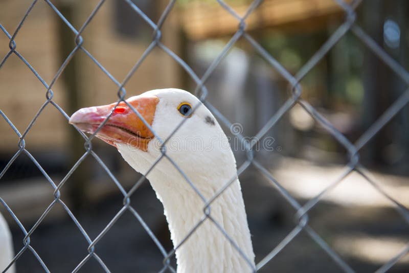 A Close Up of Two White Geese with Orange Beaks in a Cage Stock Image ...