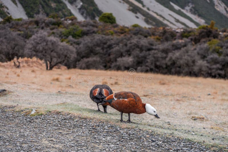 Close-up of Two White-headed Birds Stock Image - Image of wing, aoraki ...