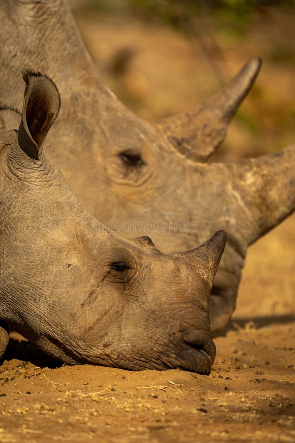 Close-up of Two White Rhinos Sleeping Together Stock Image - Image of ...