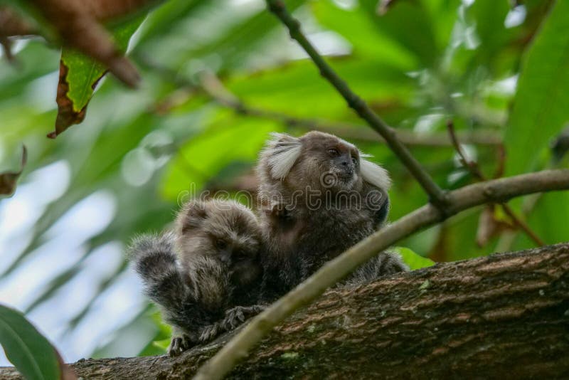 Close Up of Two Young Common Marmoset Monkeys - Callithrix Jacchus ...