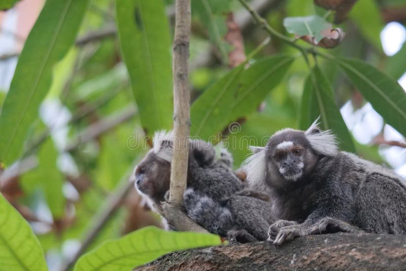 Close Up of Two Young Common Marmoset Monkeys - Callithrix Jacchus ...