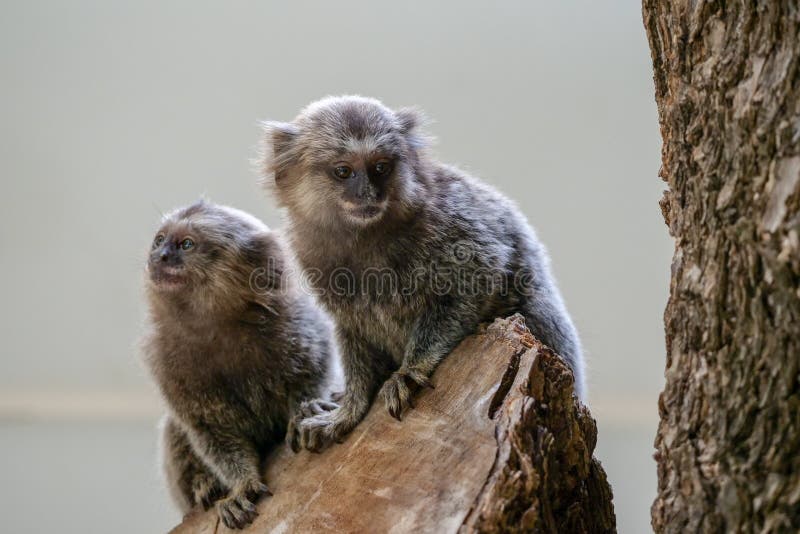Close Up of Two Young Common Marmoset Monkeys - Callithrix Jacchus ...