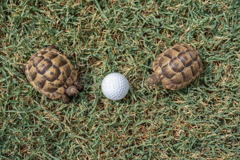 Close Up of Two Young Hermann Turtles on Grass with Golf Ball Stock ...
